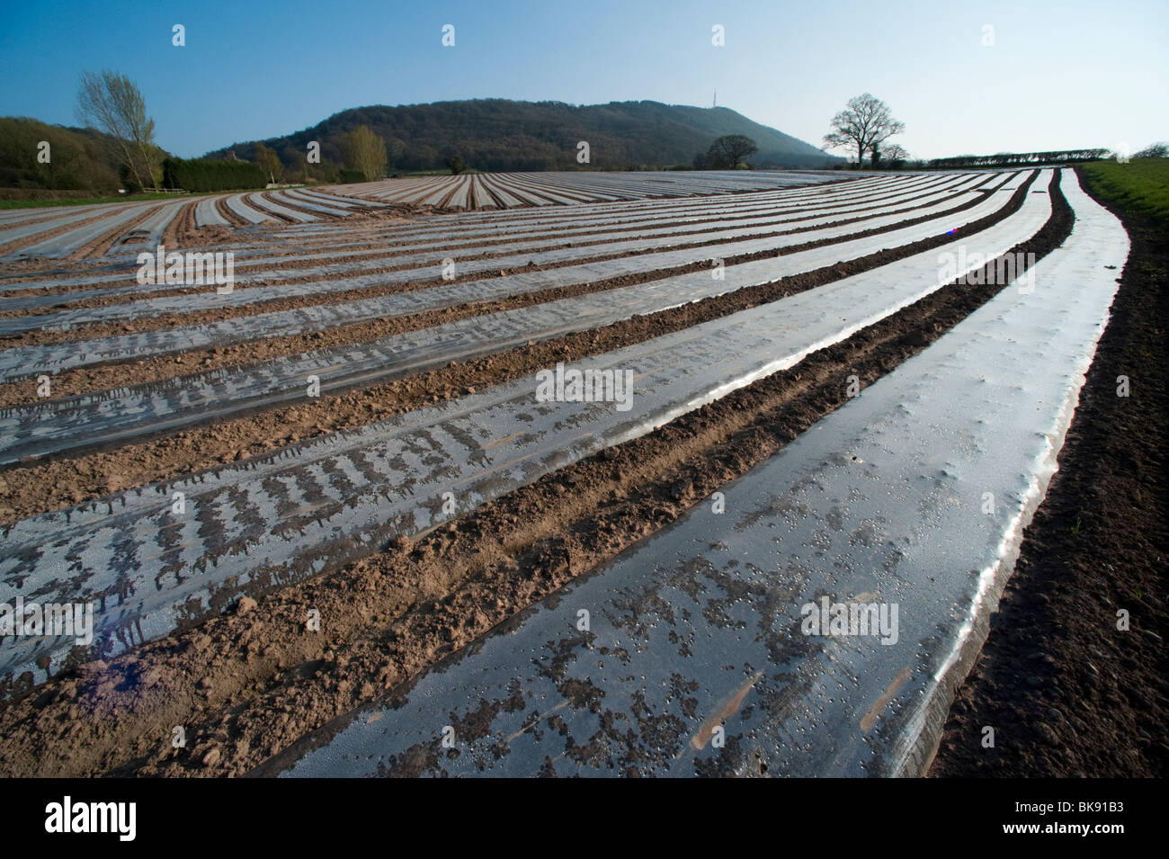 Clear plastic covering crops on a Shropshire farm under the Wrekin hill ...