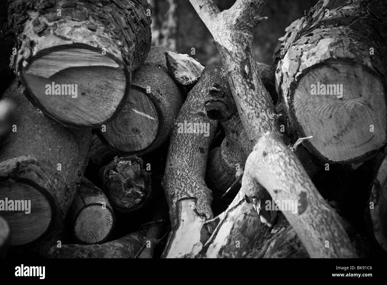 Freshly cut wooden logs Stock Photo - Alamy