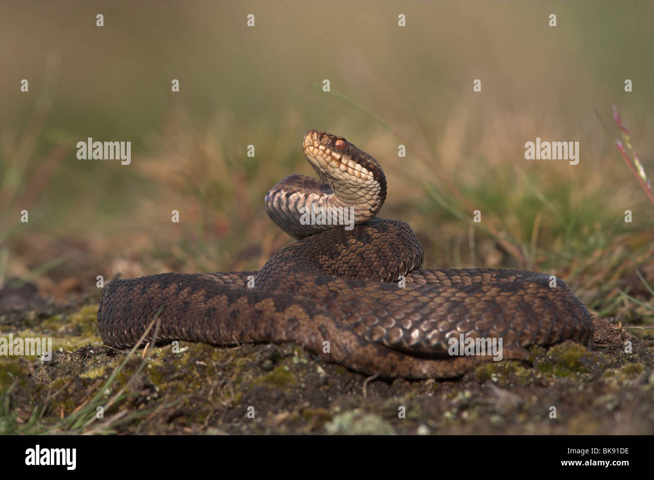 Adder in an intimidating pose Stock Photo - Alamy