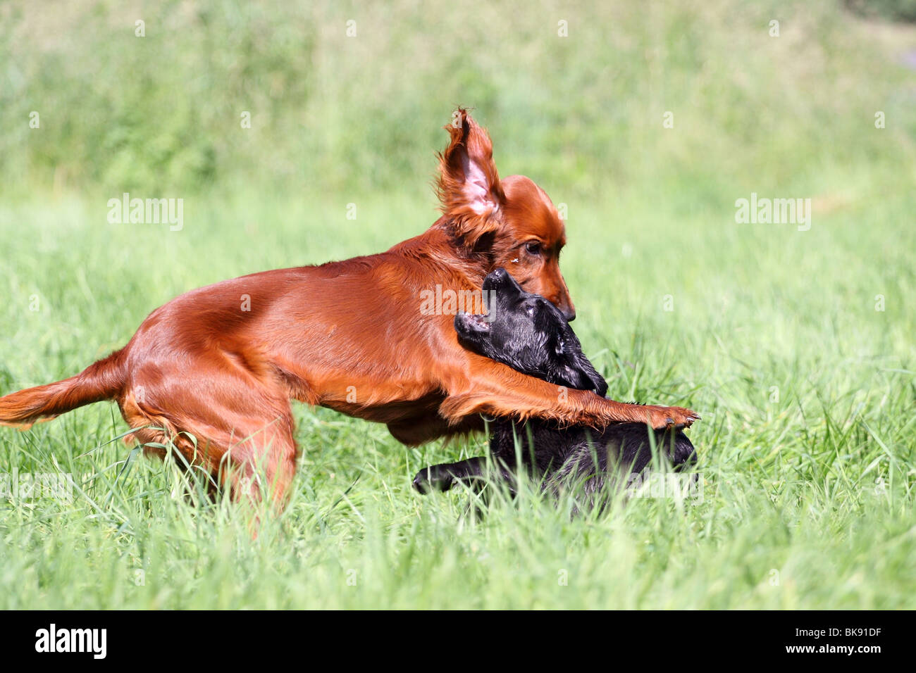 Labrador Retriever and Irish Red Setter Stock Photo - Alamy