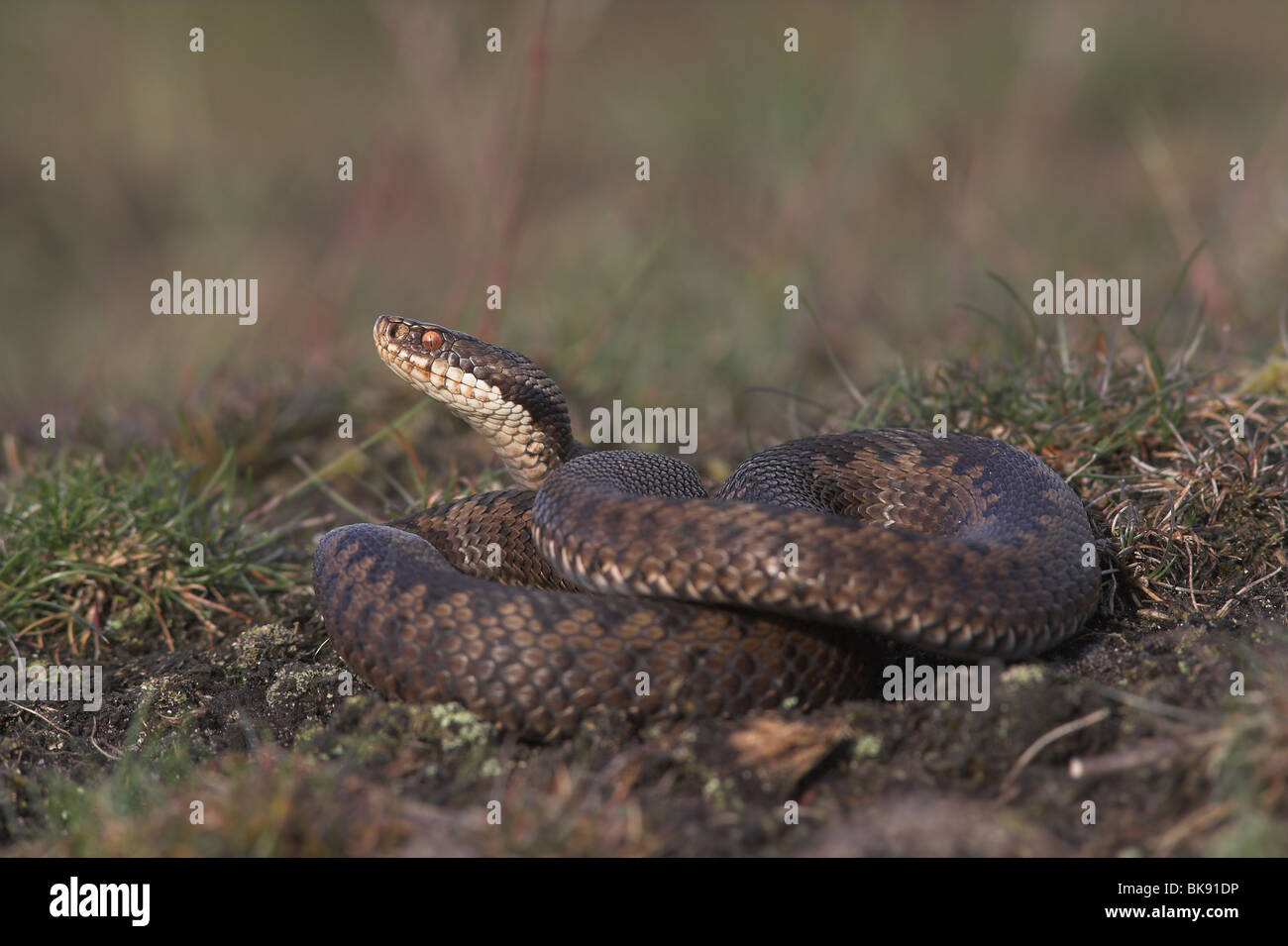 Adder in evening light Stock Photo - Alamy