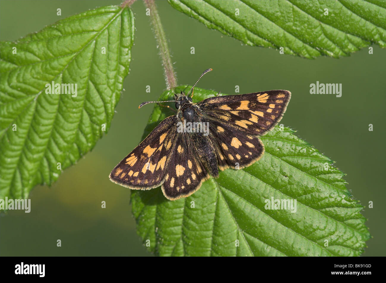 Chequered Skipper upperwing view Stock Photo - Alamy