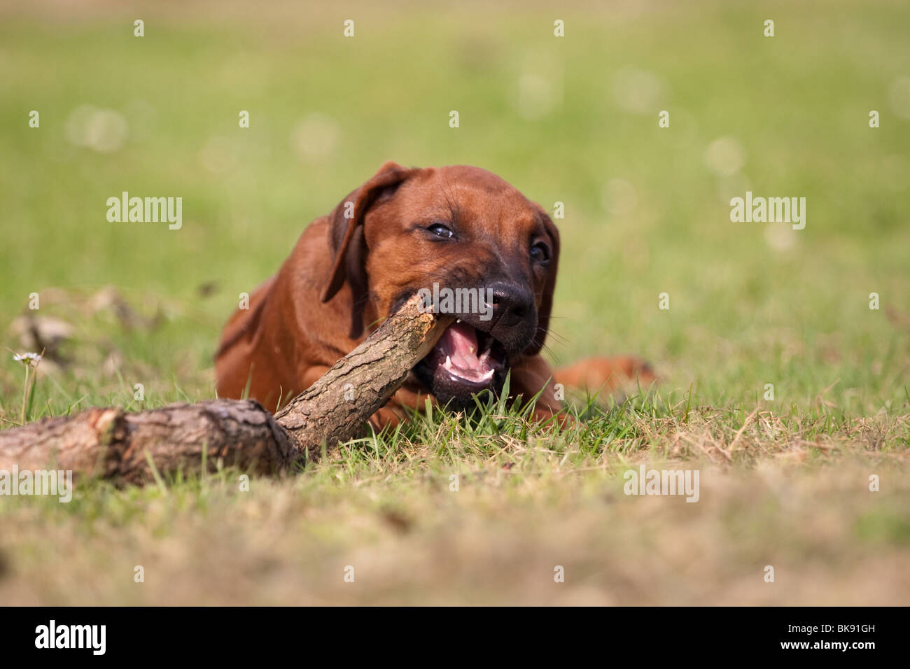 Rhodesian Ridgeback Puppy Stock Photo - Alamy
