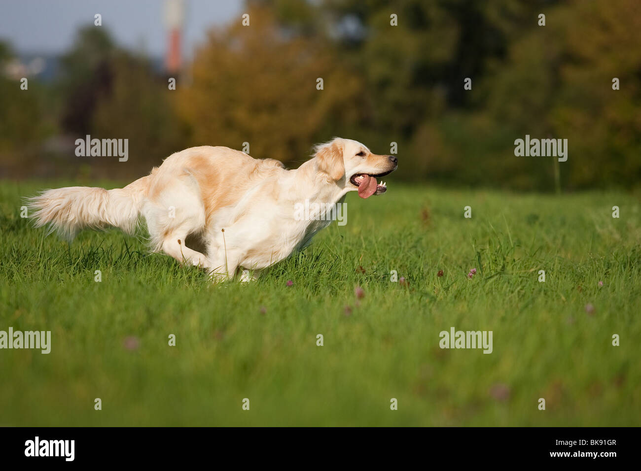 running Golden Retriever Stock Photo - Alamy
