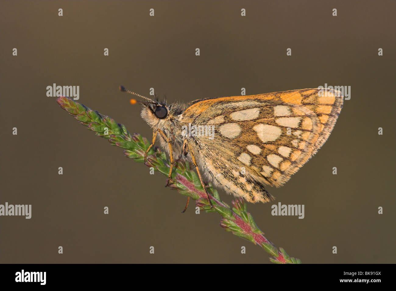 Chequered Skipper underwing view Stock Photo - Alamy