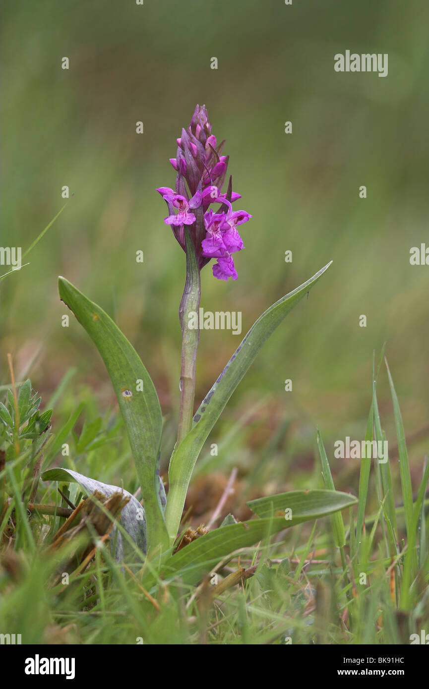 Broad-leaved Marsh Orchid Stock Photo - Alamy