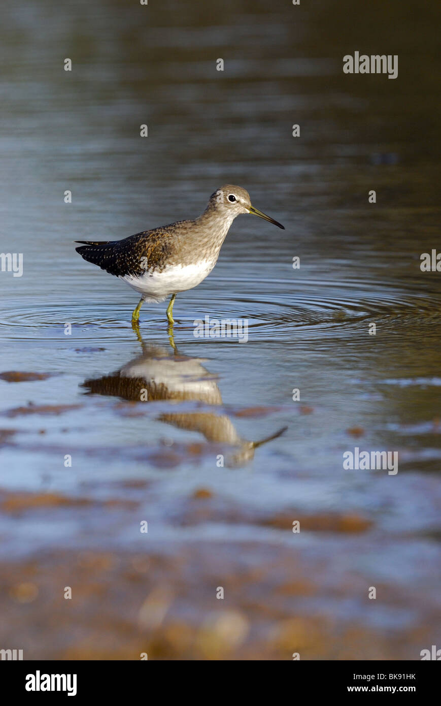 Common sandpiper picture hi-res stock photography and images - Alamy