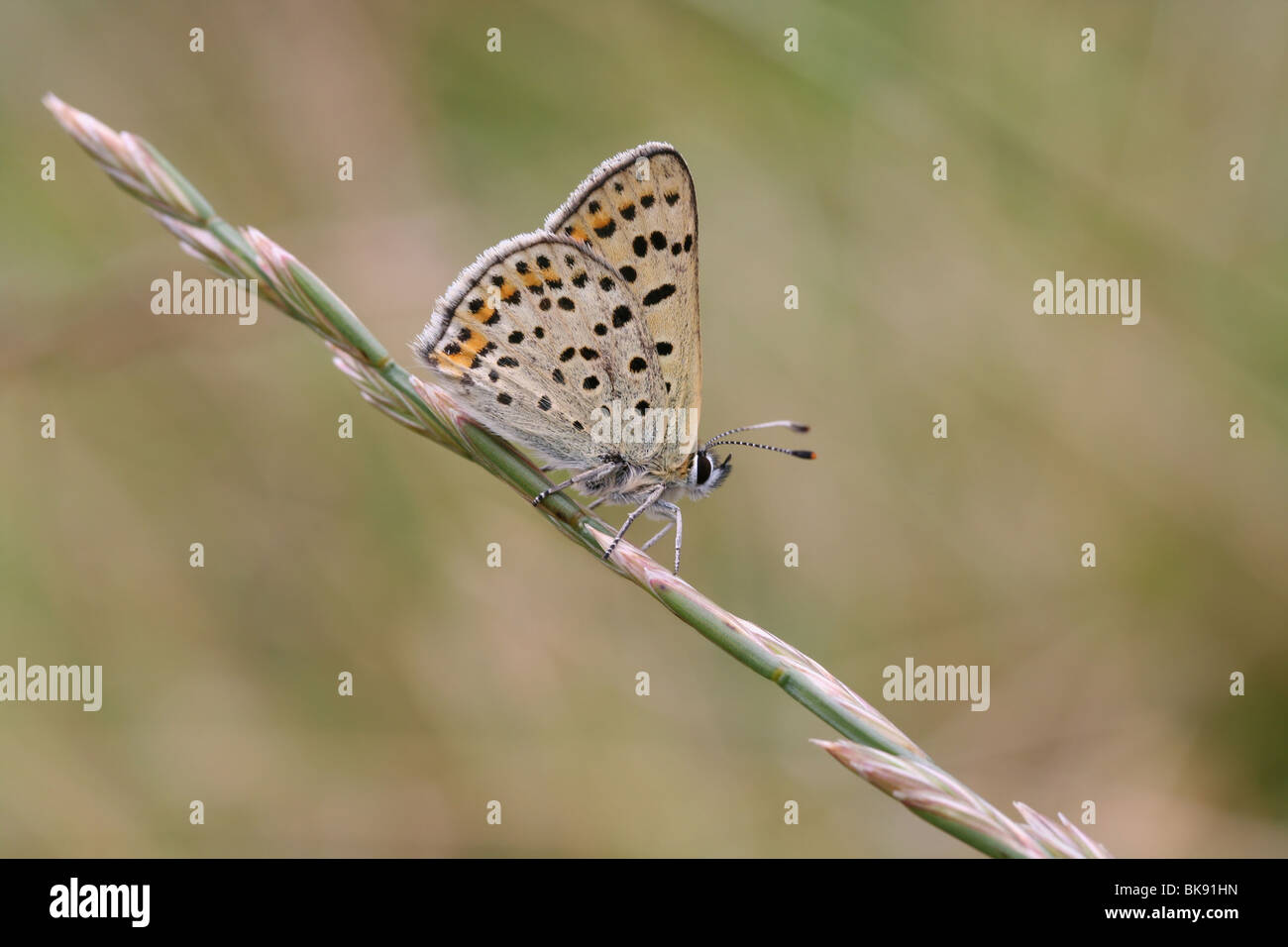 Sooty Copper underwing view Stock Photo - Alamy