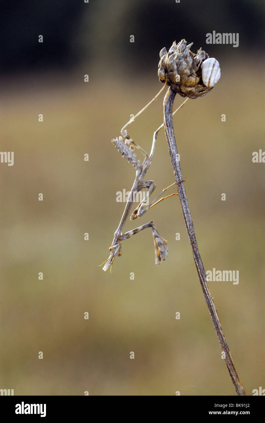 Insects picture hi-res stock photography and images - Alamy