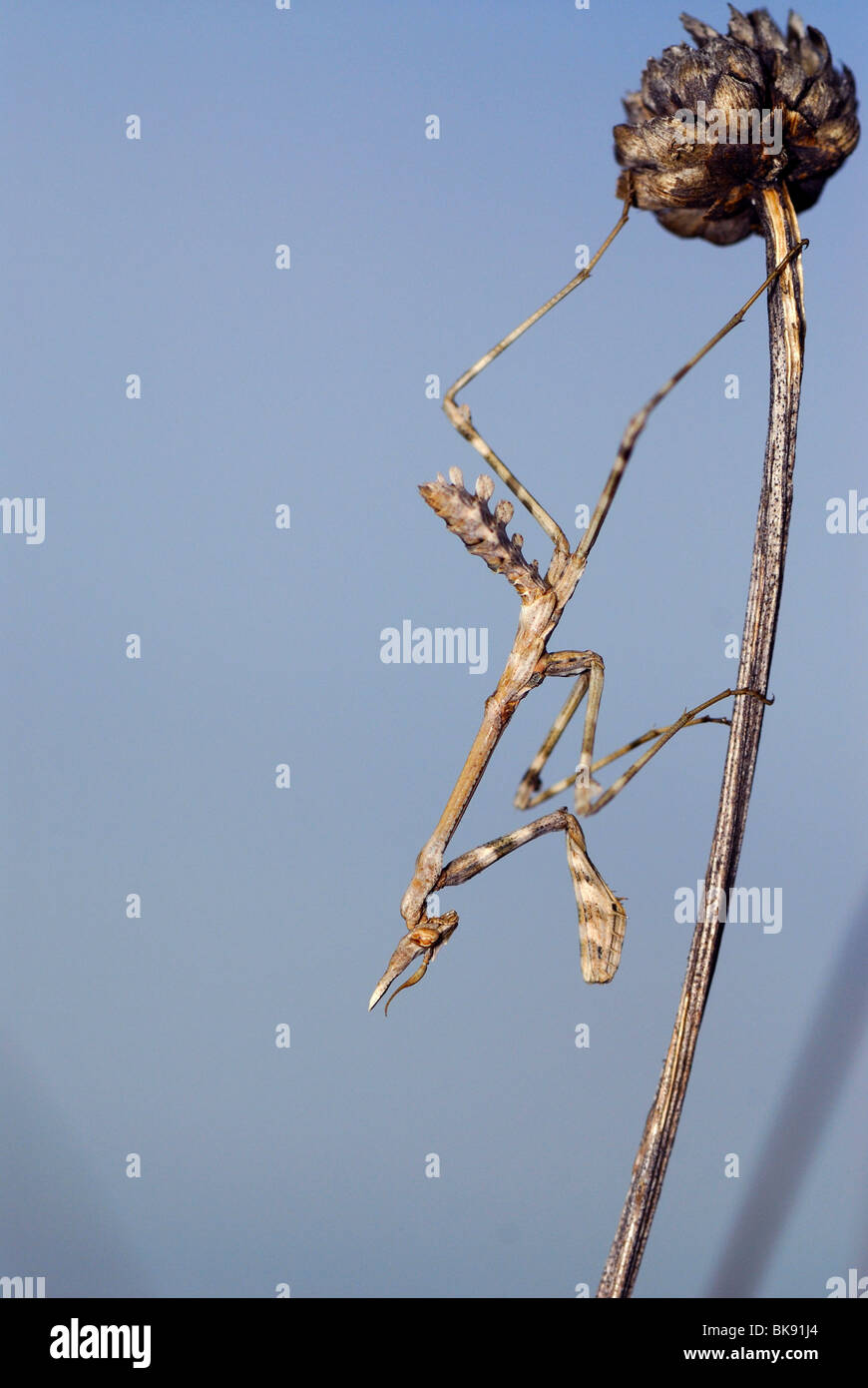 Insects picture hi-res stock photography and images - Alamy