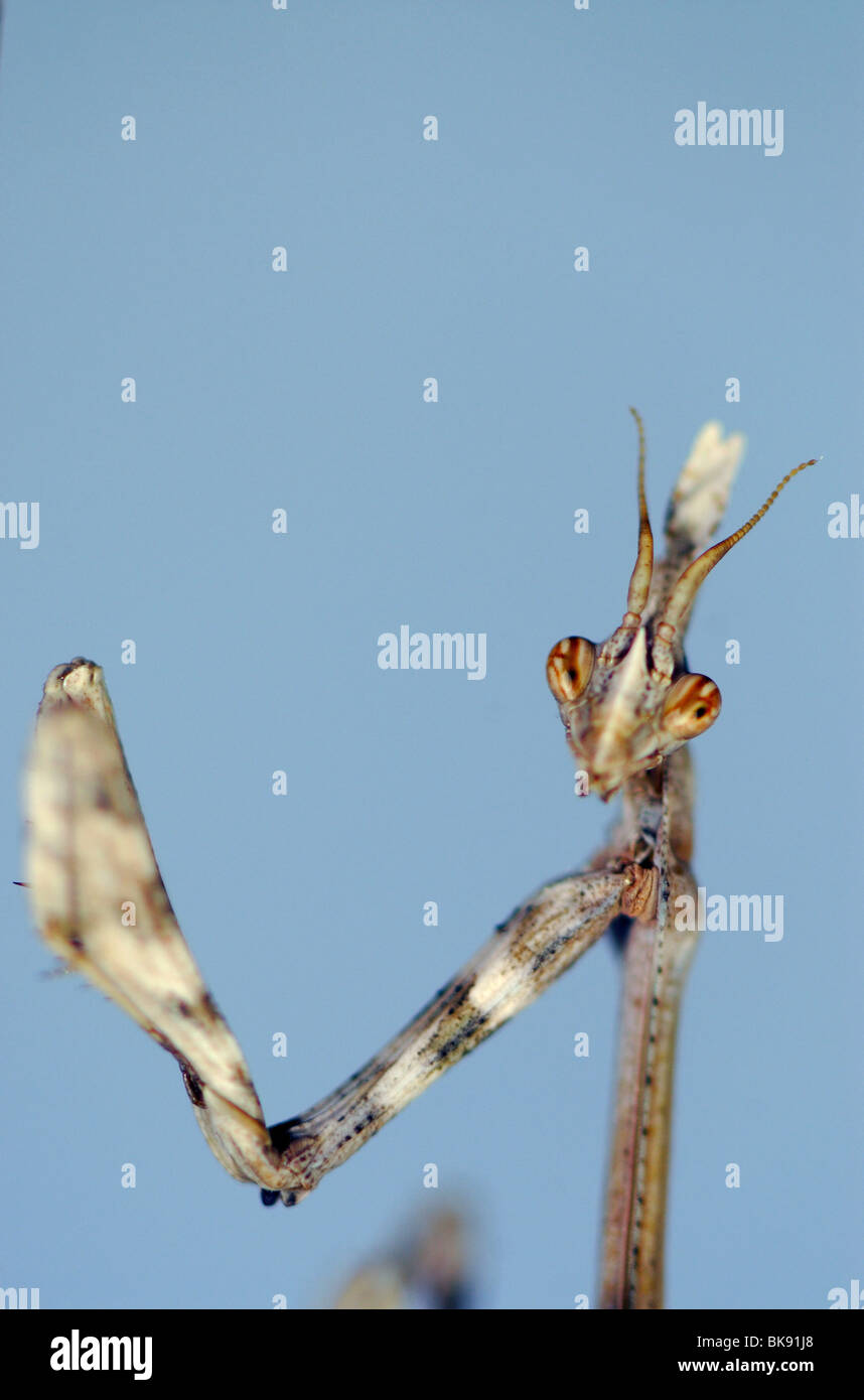Insects picture hi-res stock photography and images - Alamy