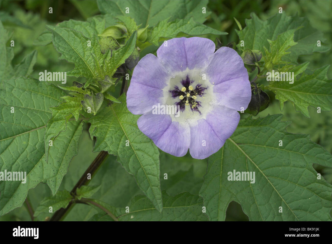 Apple of peru plant hi-res stock photography and images - Alamy