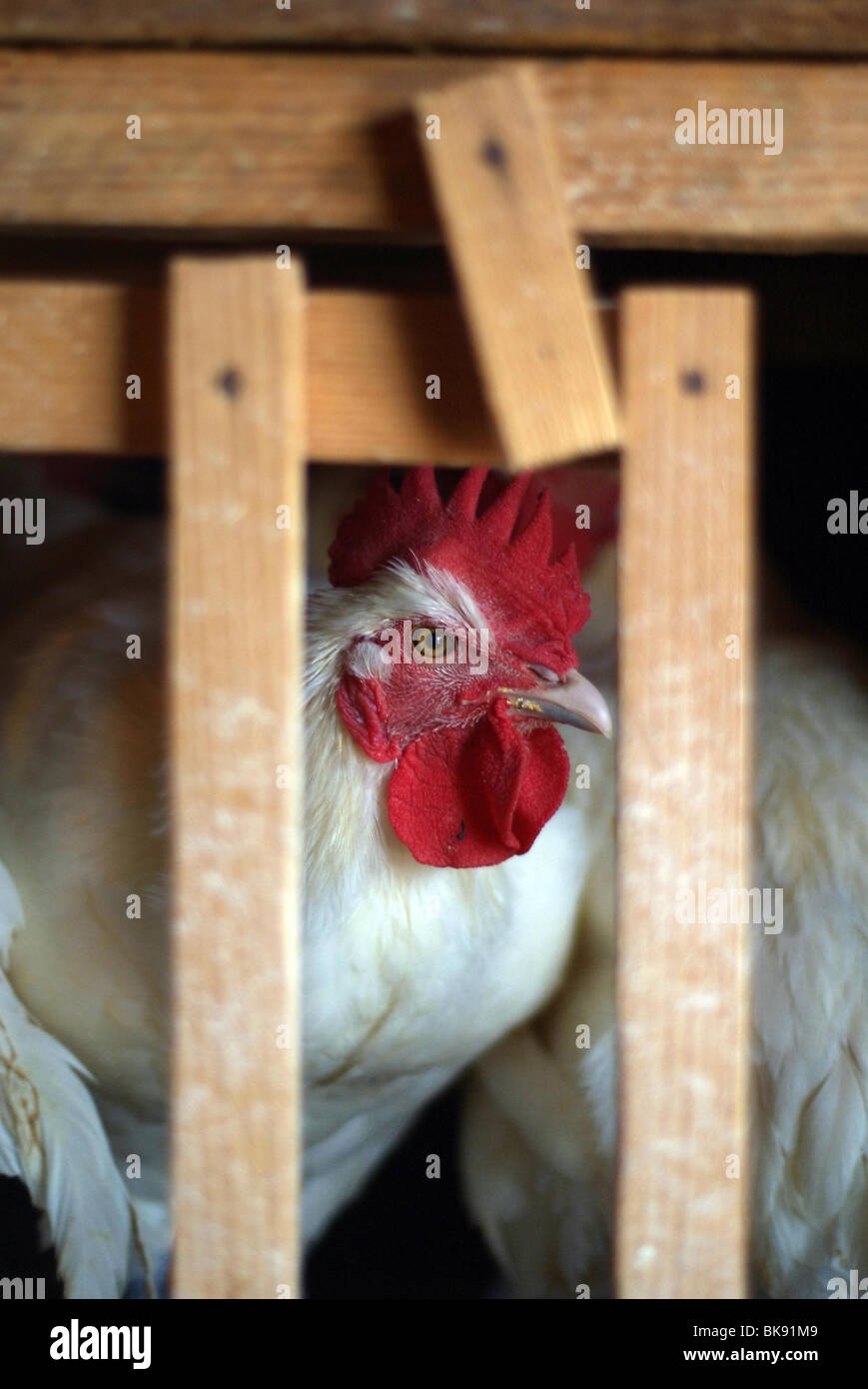Bresse chicken hi-res stock photography and images - Alamy