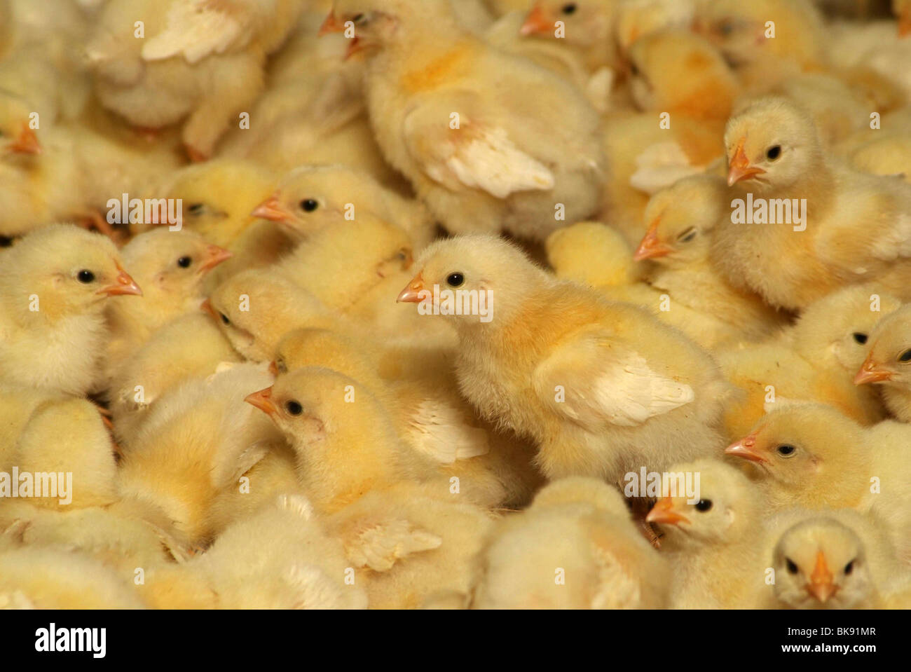 Bresse chicken hi-res stock photography and images - Alamy