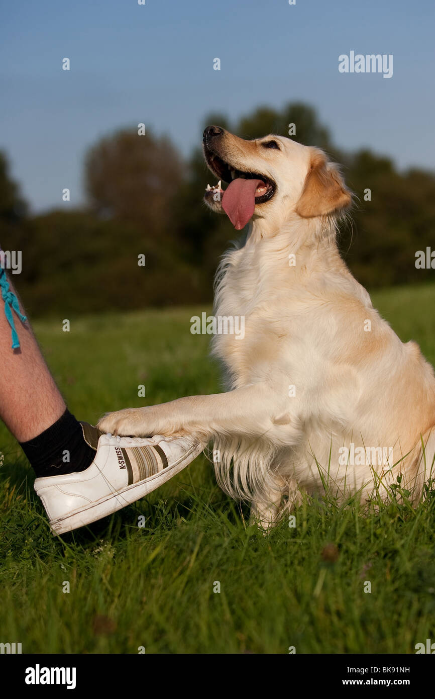 Golden Retriever gives paw Stock Photo - Alamy