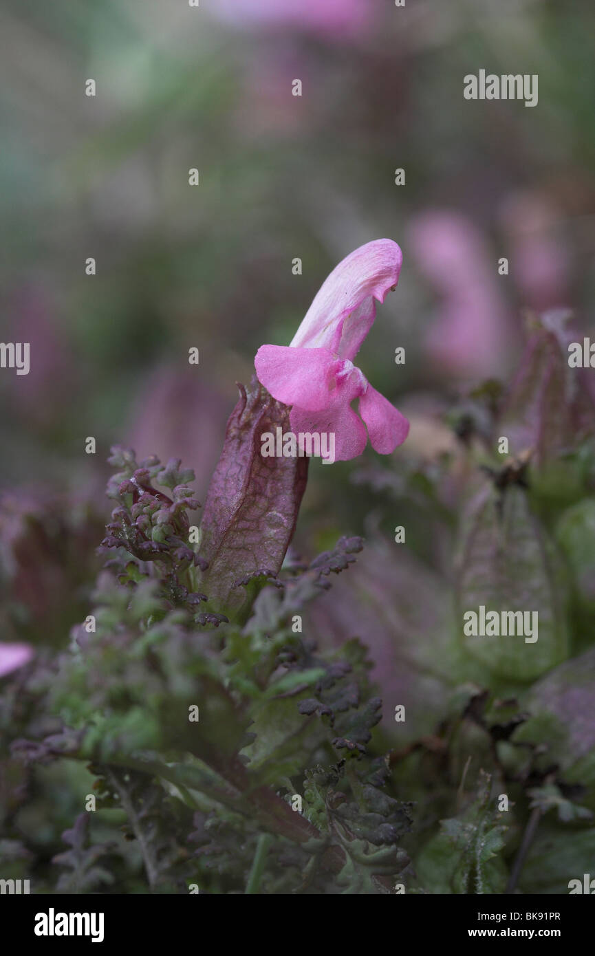 Common lousewort hi-res stock photography and images - Alamy
