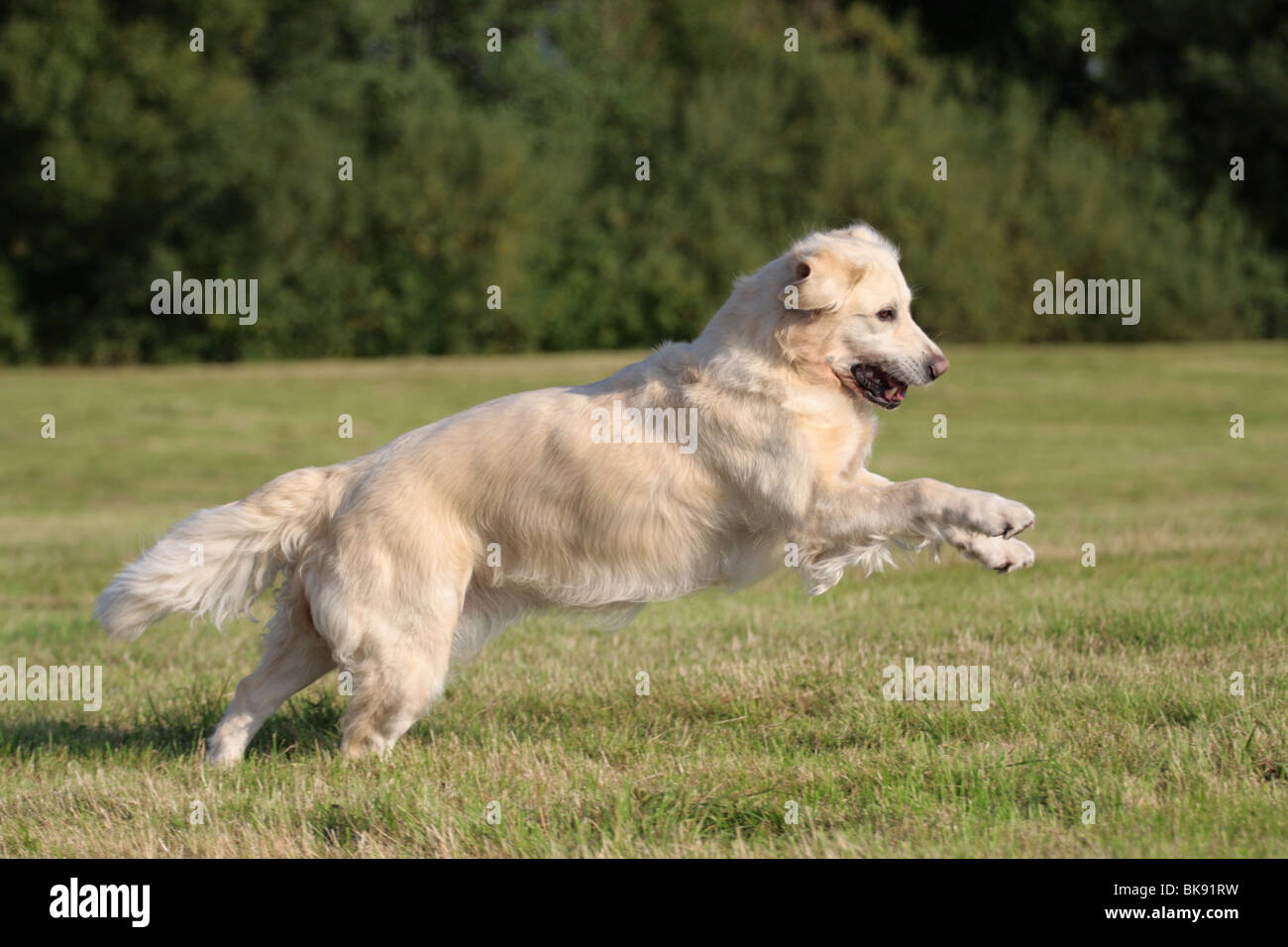 running Golden Retriever Stock Photo - Alamy