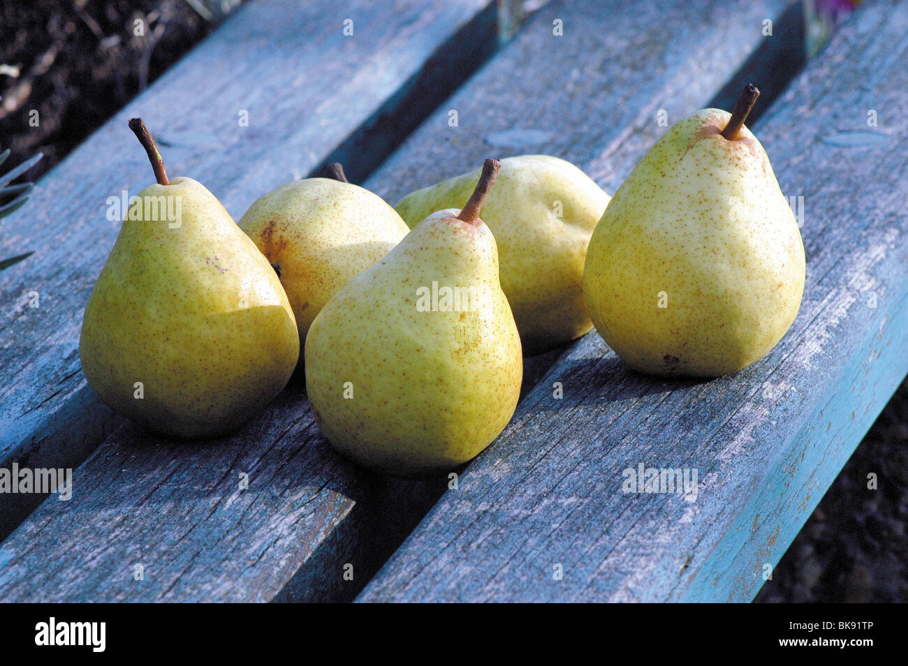 Williams pear hi-res stock photography and images - Alamy