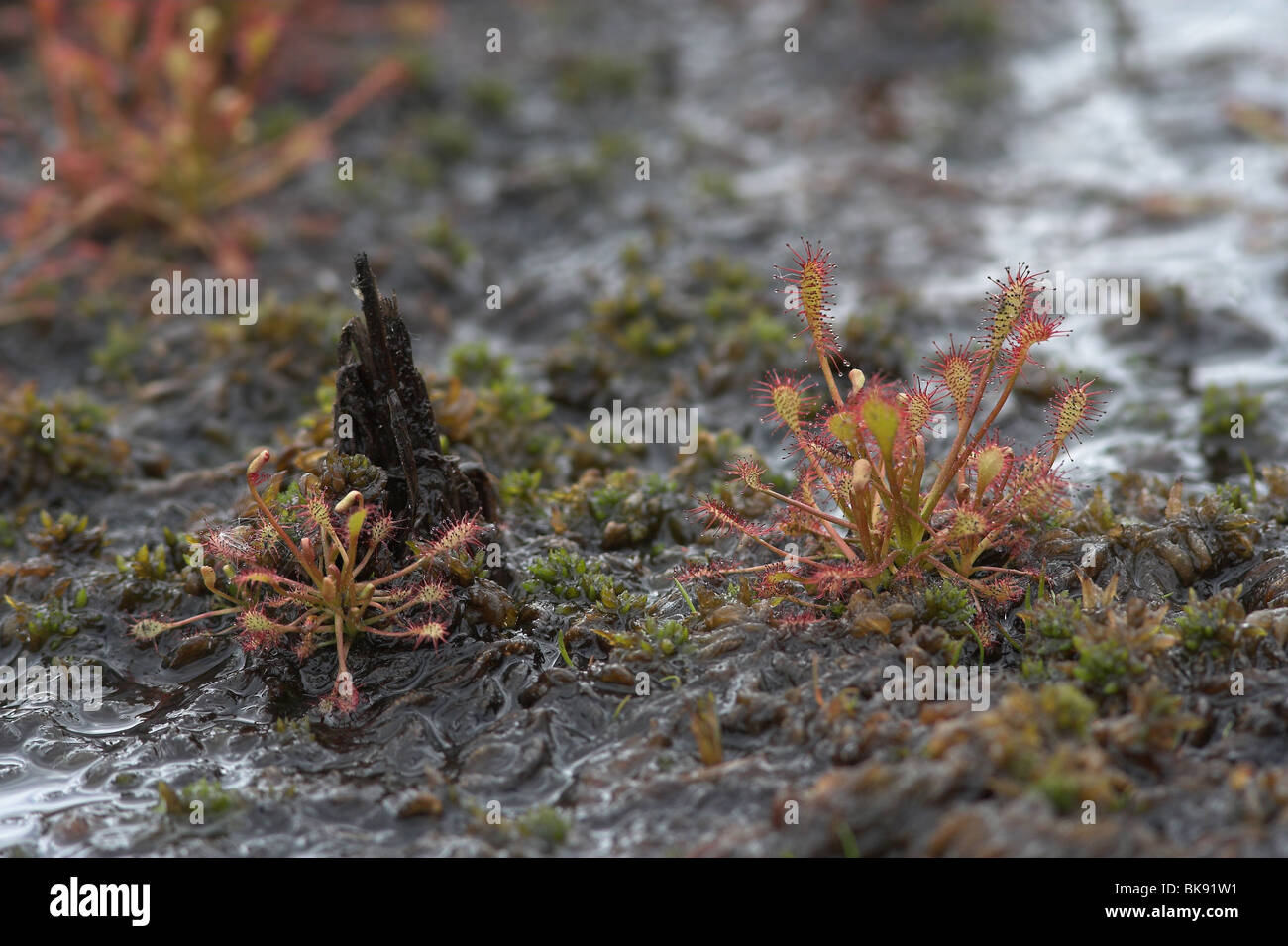 Spatulate hi-res stock photography and images - Alamy