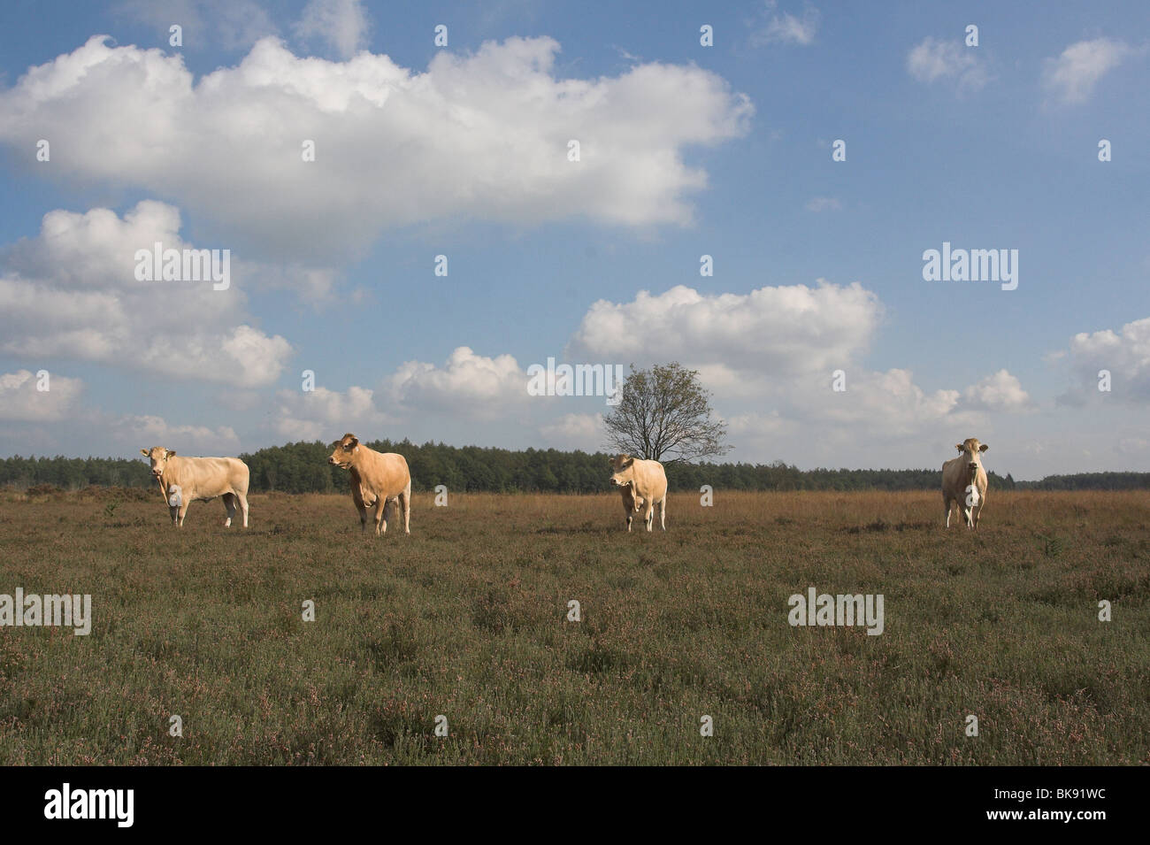 Big grazers hi-res stock photography and images - Alamy
