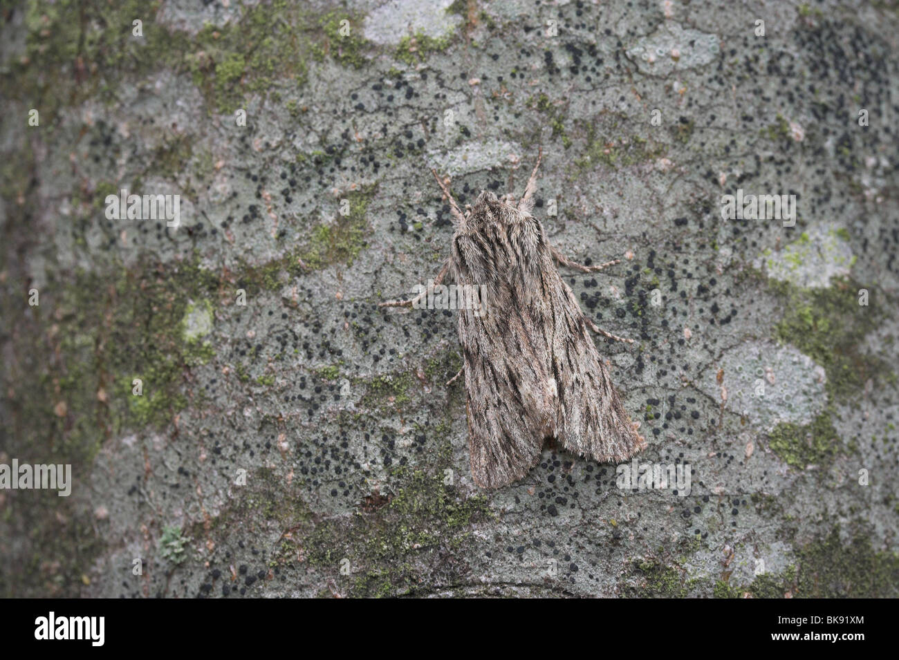 The sprawler moth hi-res stock photography and images - Alamy