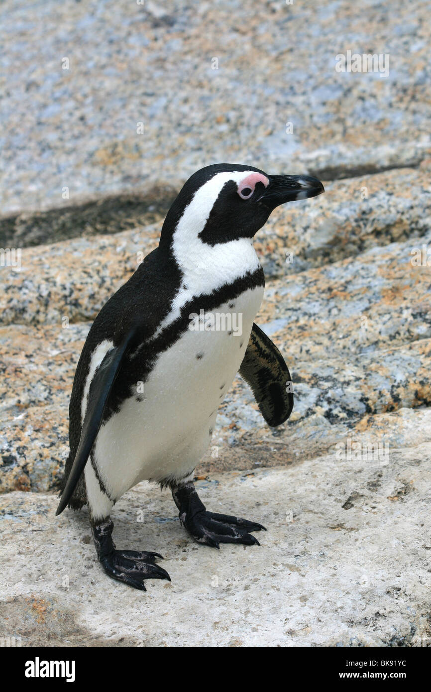 South Africa : African Penguin or Black-footed Penguin Stock Photo - Alamy
