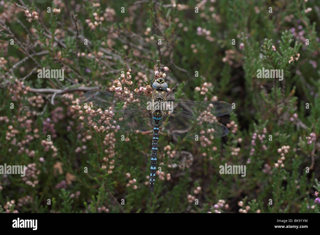 Bog hawker hi-res stock photography and images - Alamy