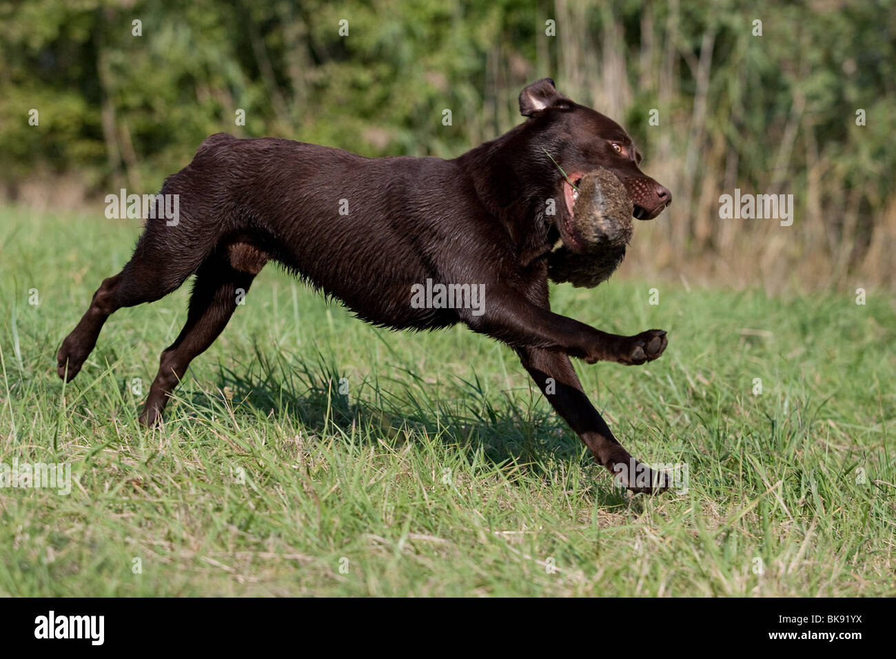 retrieving Labrador Retriever Stock Photo - Alamy