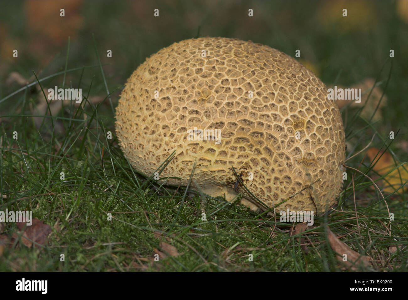 Common earthball fungus scleroderma hi-res stock photography and images ...