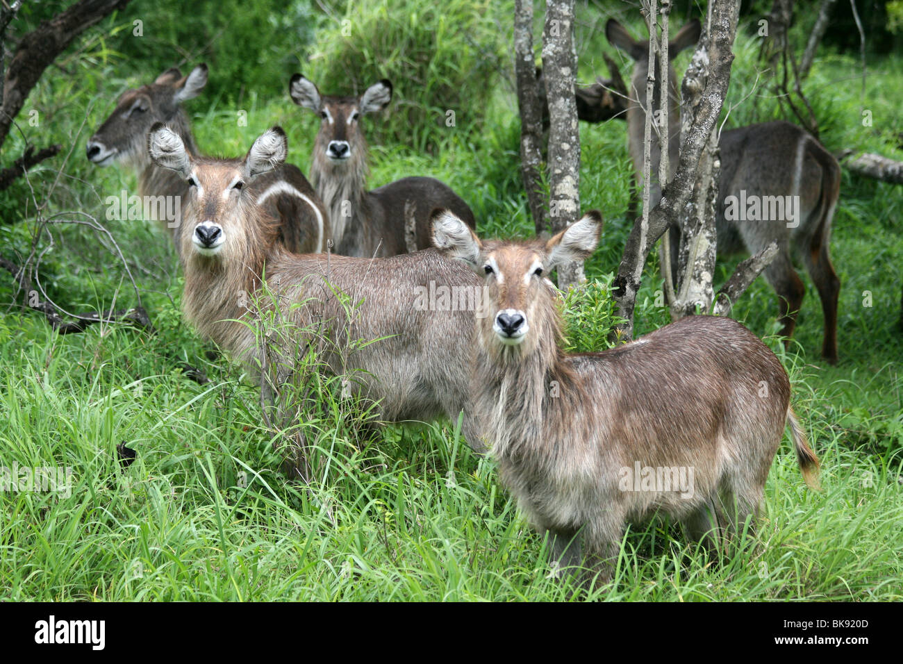 South Africa : Kobs Stock Photo - Alamy