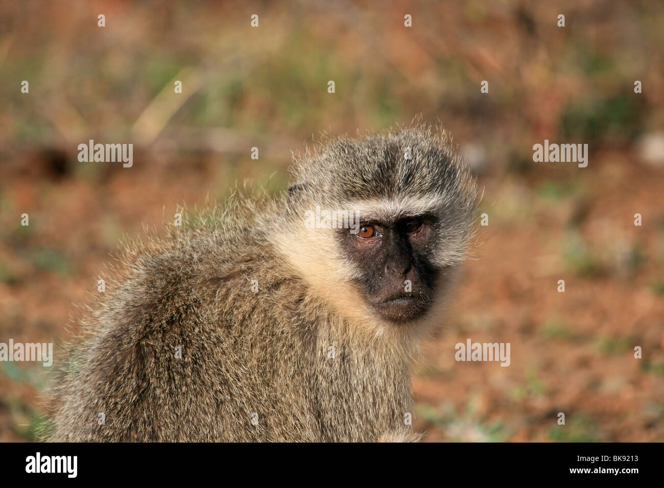 South Africa : Vervet monkey or Green monkey Stock Photo - Alamy