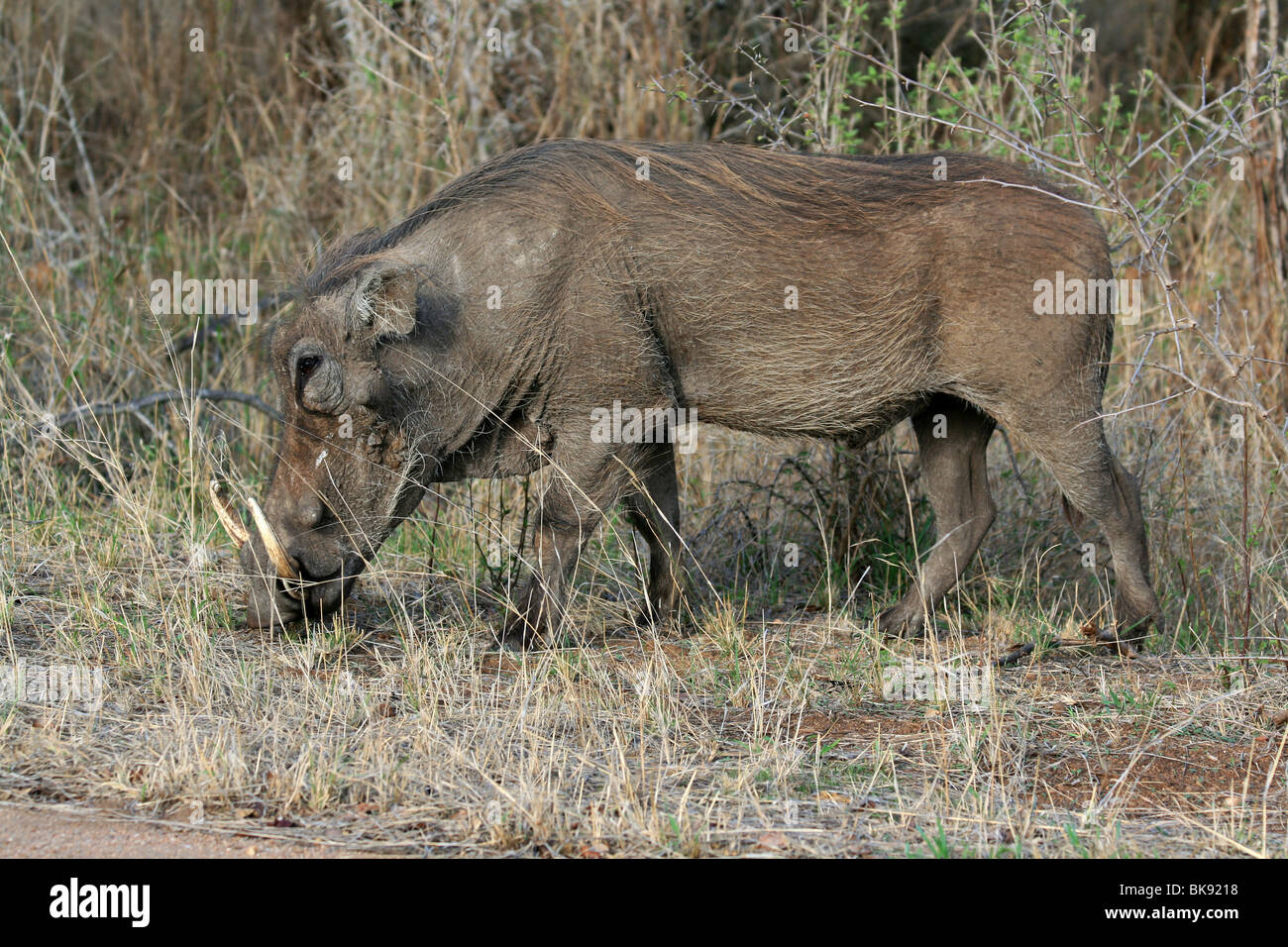 South Africa : wart hog Stock Photo - Alamy