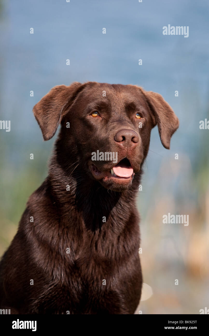 Labrador Retriever Portrait Stock Photo - Alamy