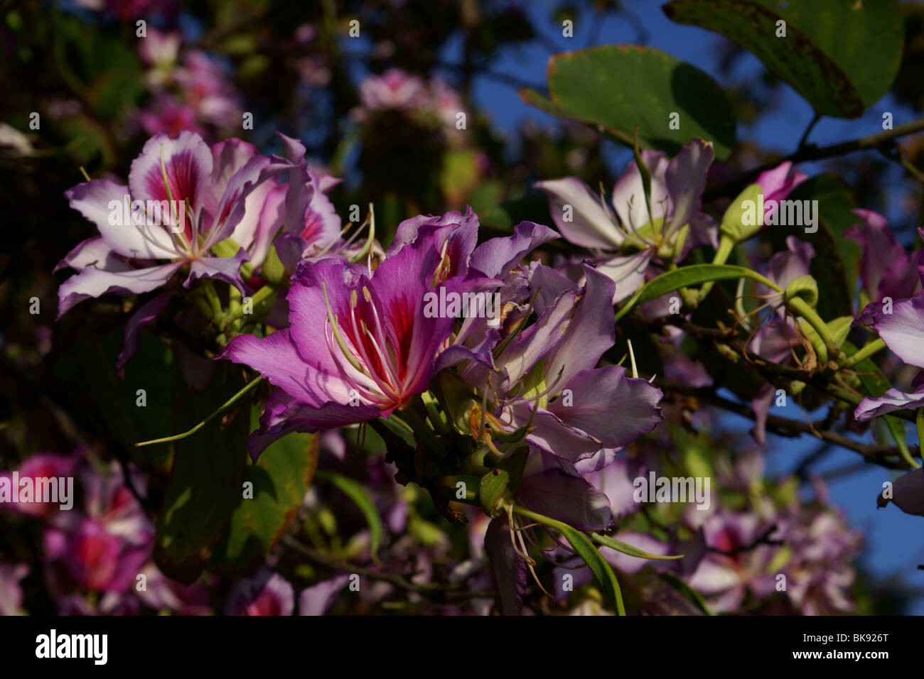 Bauhninia purpurea flower Stock Photo - Alamy