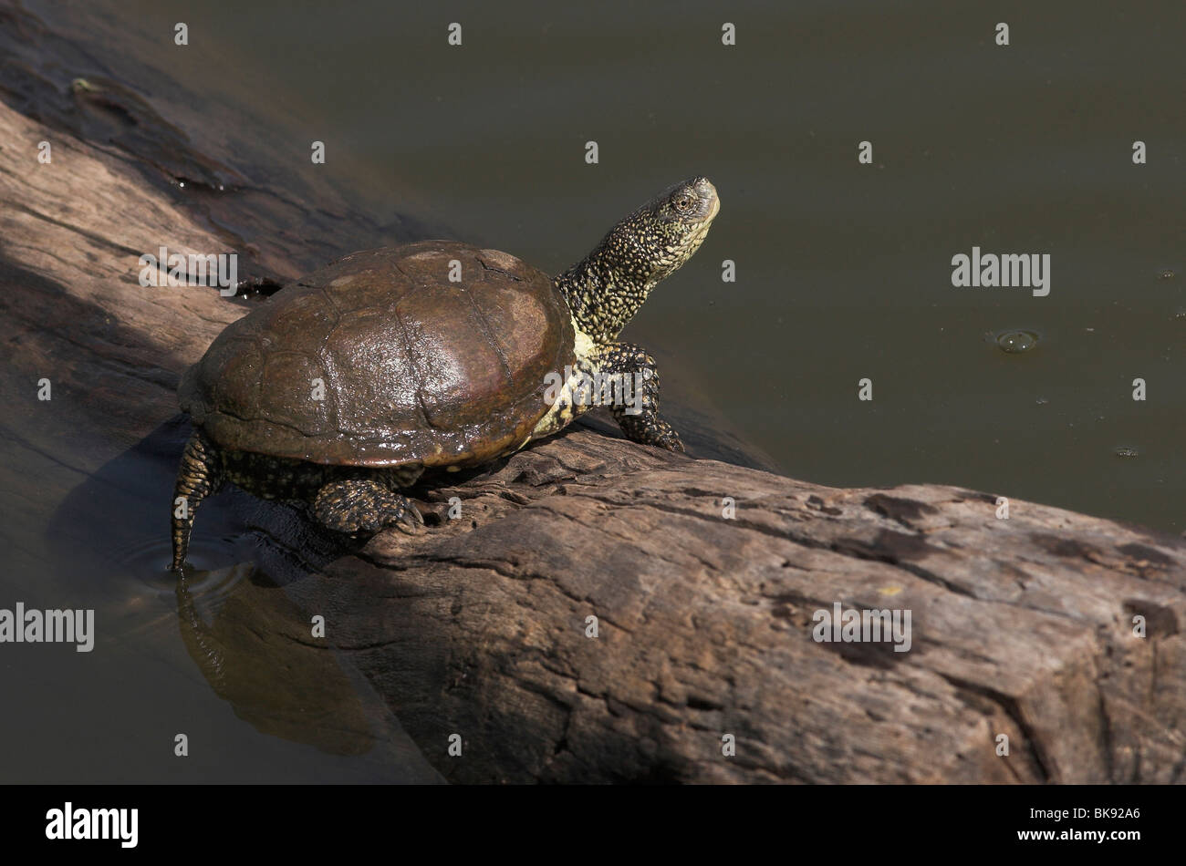 European Pond Terrapin Stock Photo - Alamy