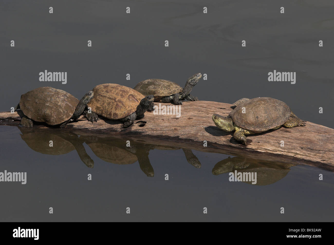 Stripe-necked Terrapins and European pond terrapin Stock Photo - Alamy