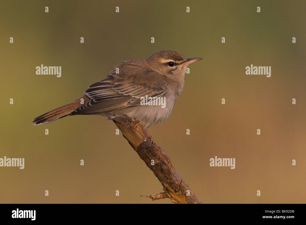 Rufous Tailed Scrub Robin High Resolution Stock Photography and Images ...