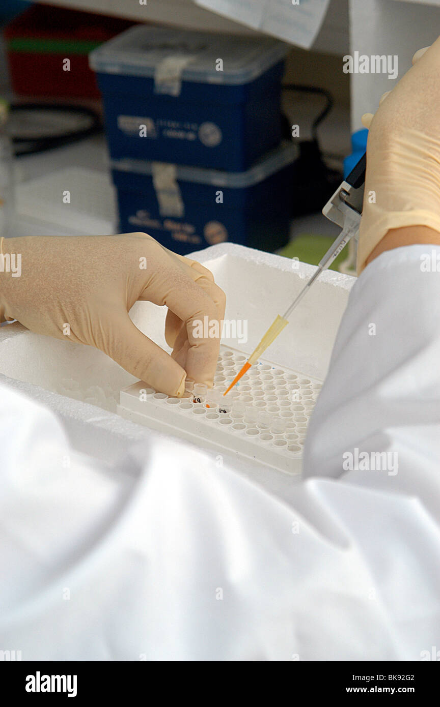 Lyon (69) : "Genoway" laboratory, specialized in rat cloning Stock ...