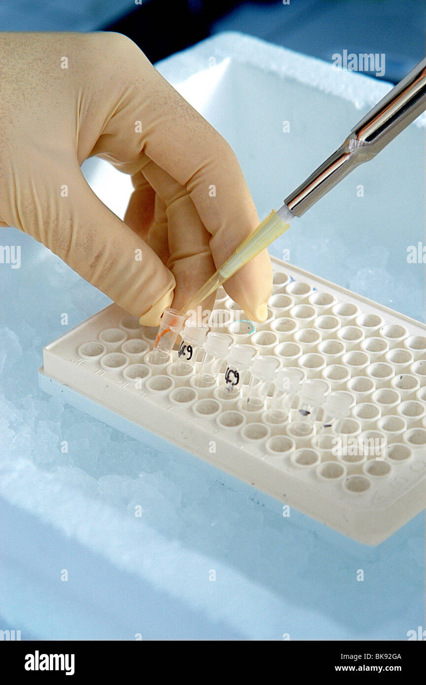 Lyon (69) : "Genoway" laboratory, specialized in rat cloning Stock ...