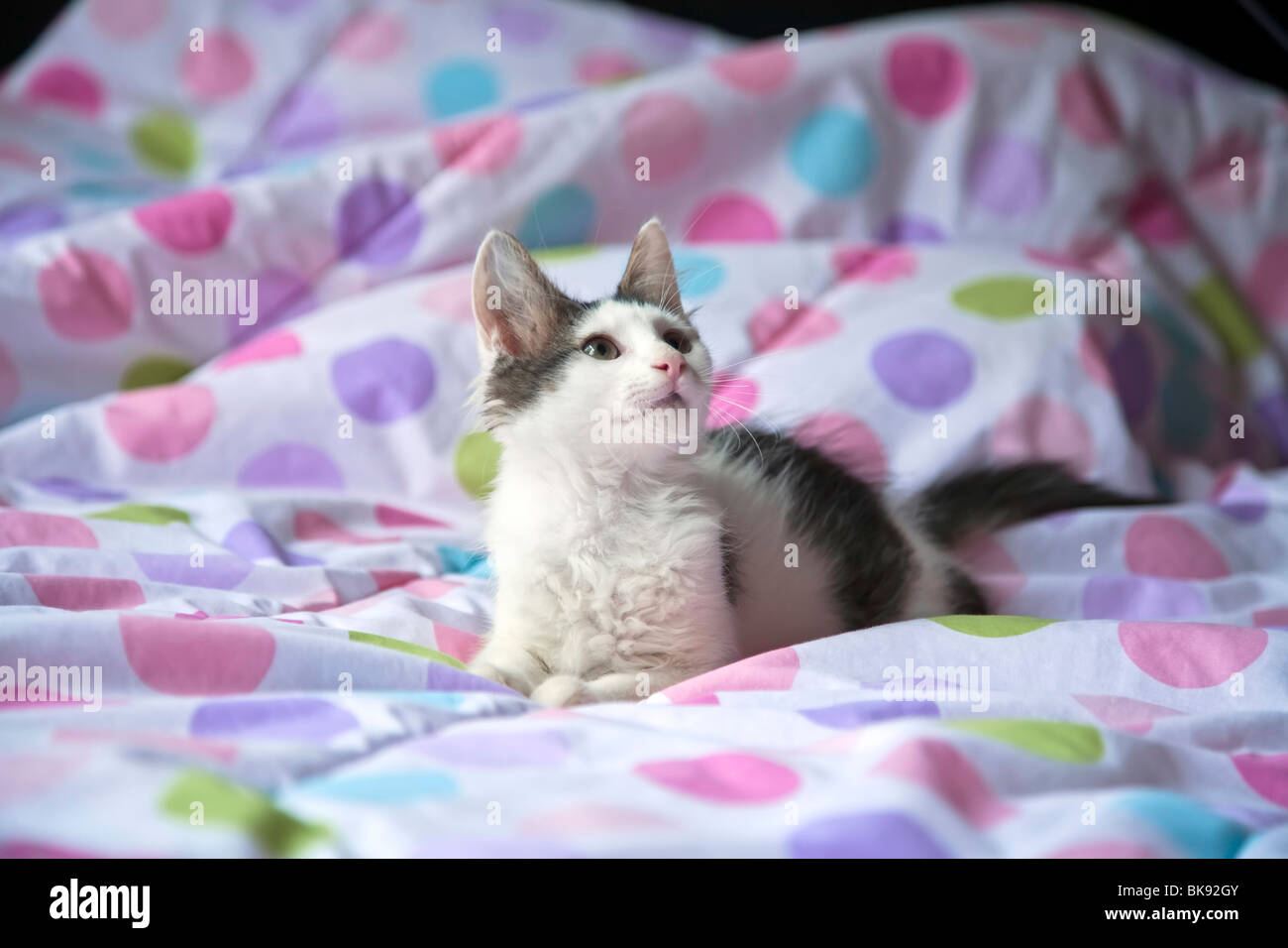 Kitten resting on a blanket Stock Photo - Alamy