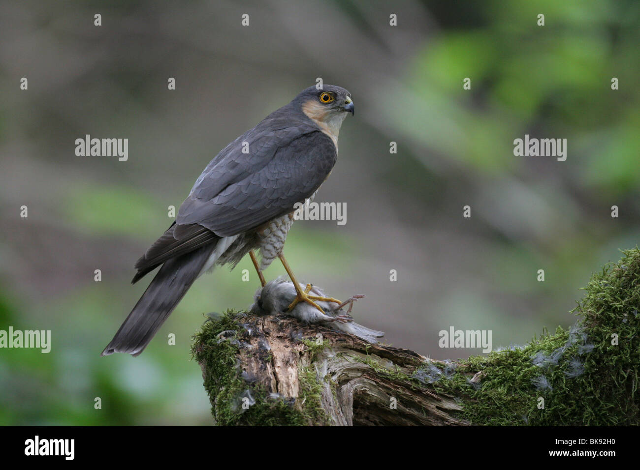 Sparrow Hawk male Stock Photo - Alamy