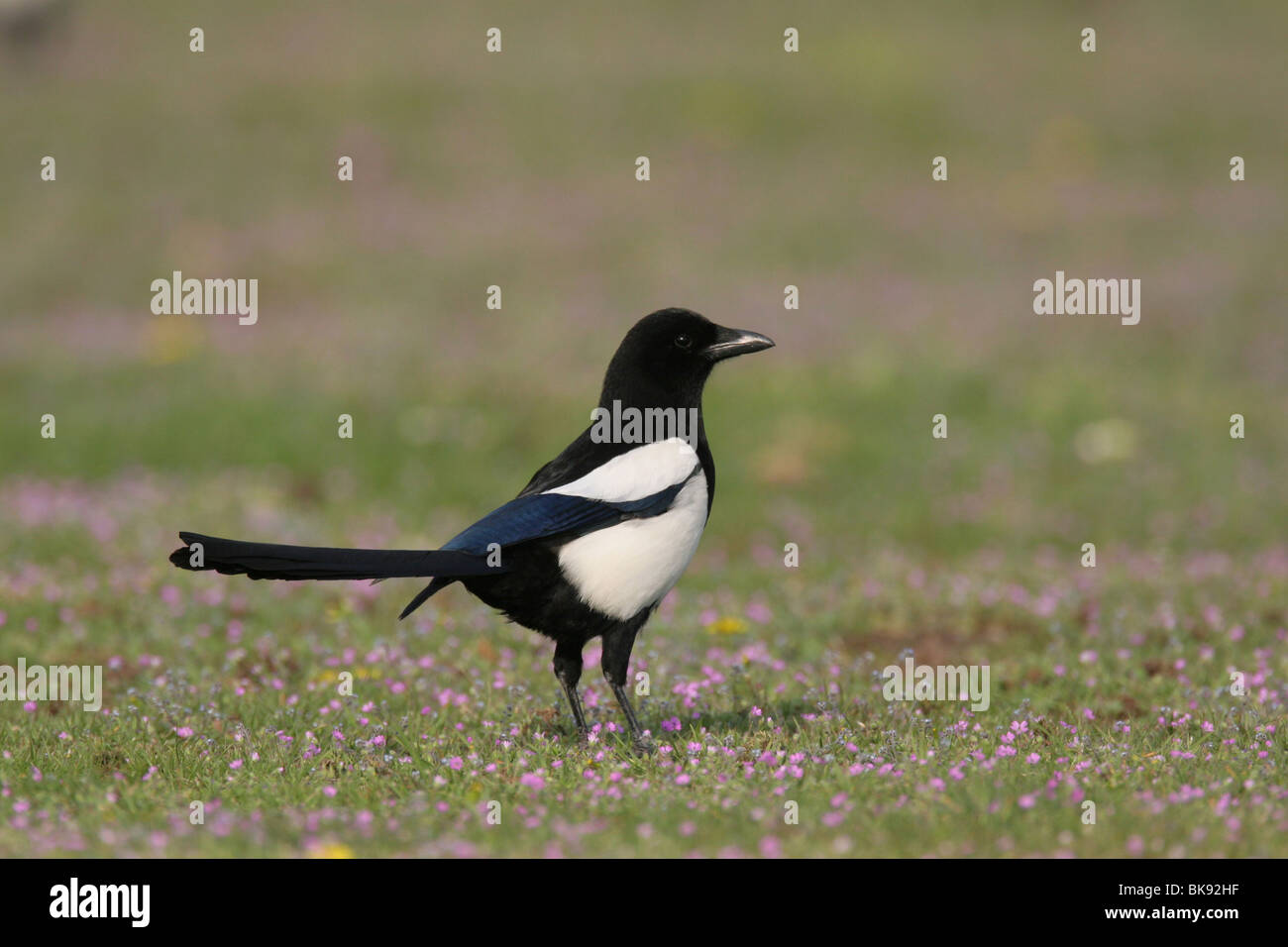 Magpie with flowers hi-res stock photography and images - Alamy