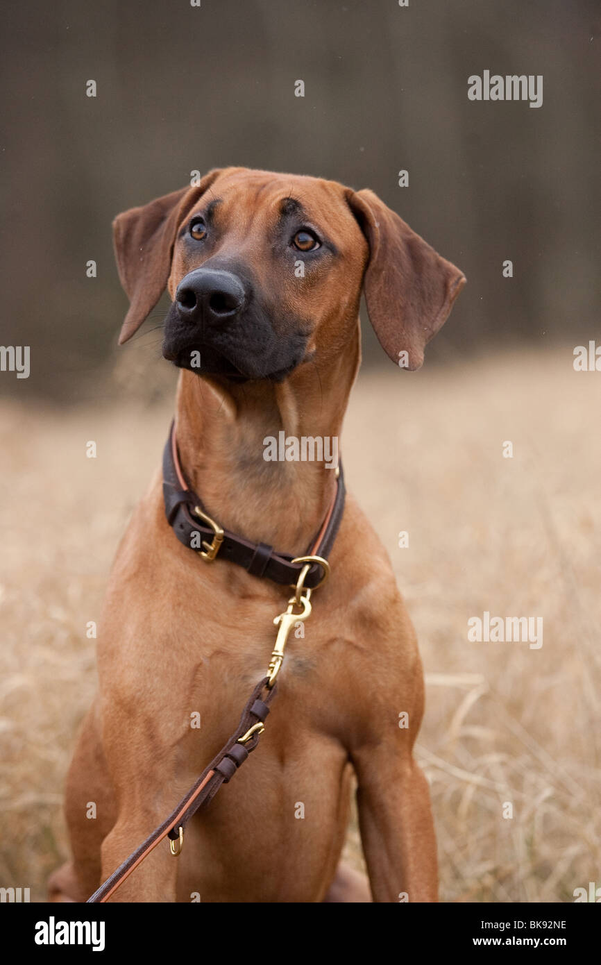 Rhodesian Ridgeback Portrait Stock Photo - Alamy