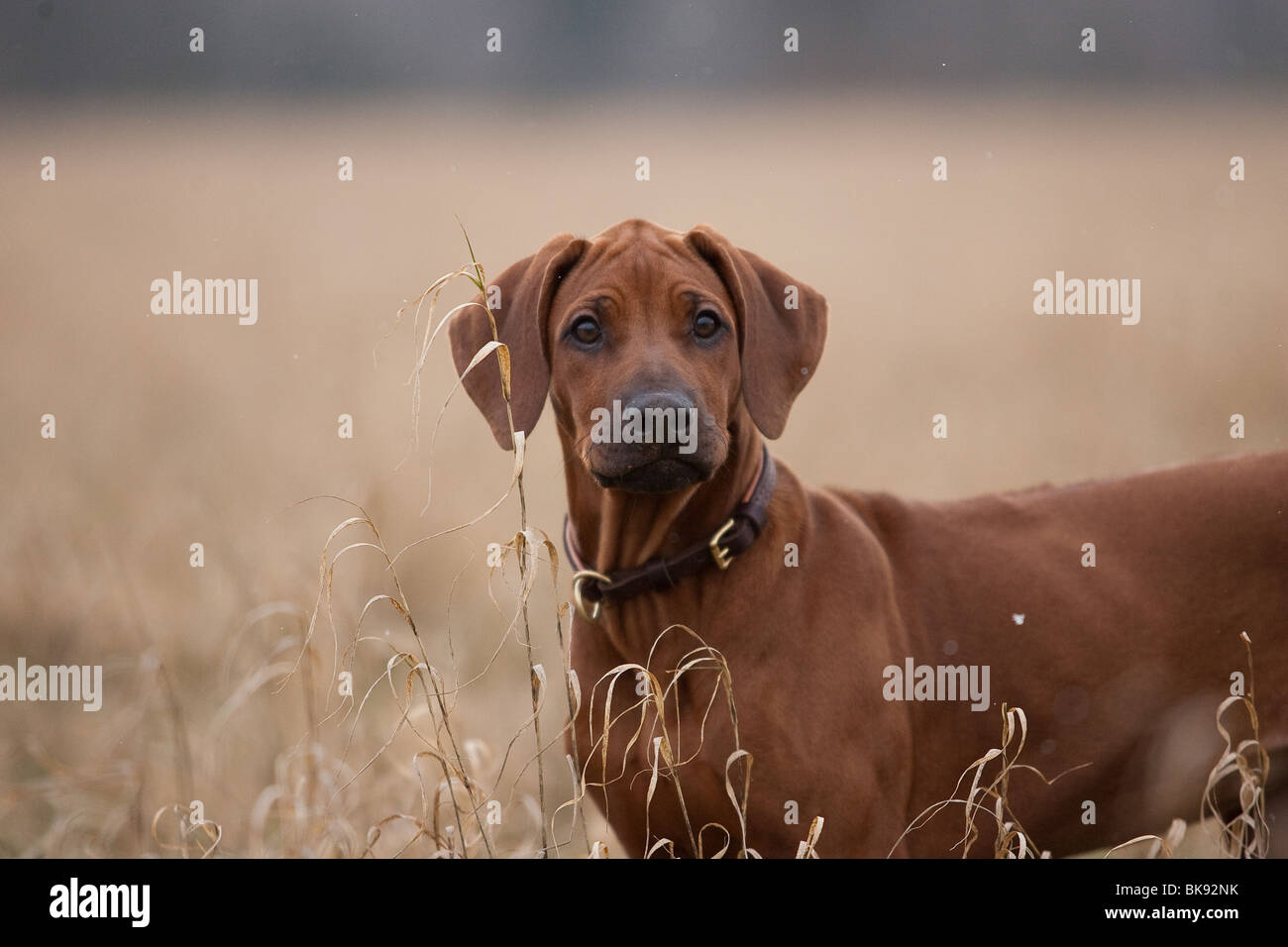 Rhodesian Ridgeback Portrait Stock Photo - Alamy