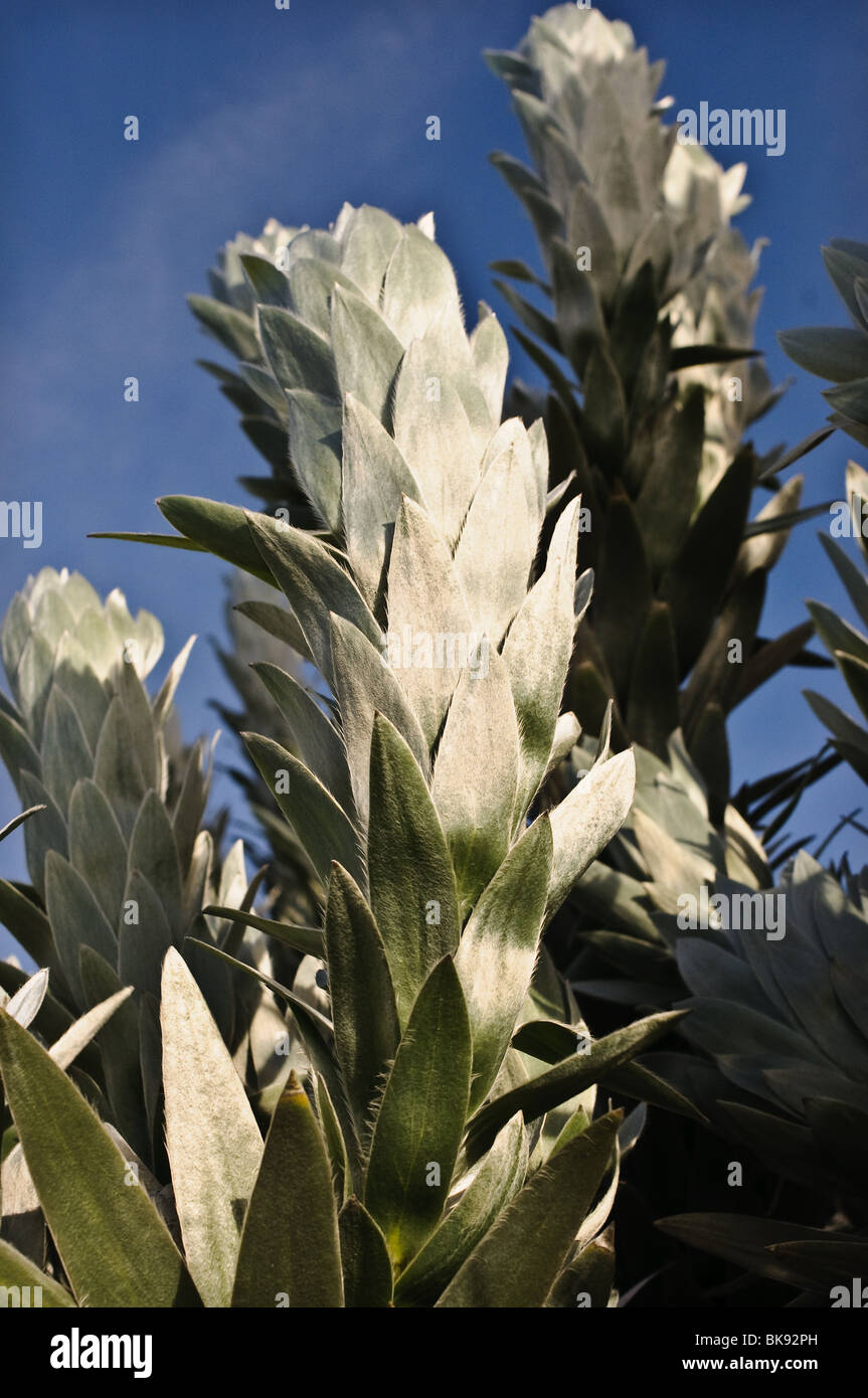 Silver tree protea hi-res stock photography and images - Alamy