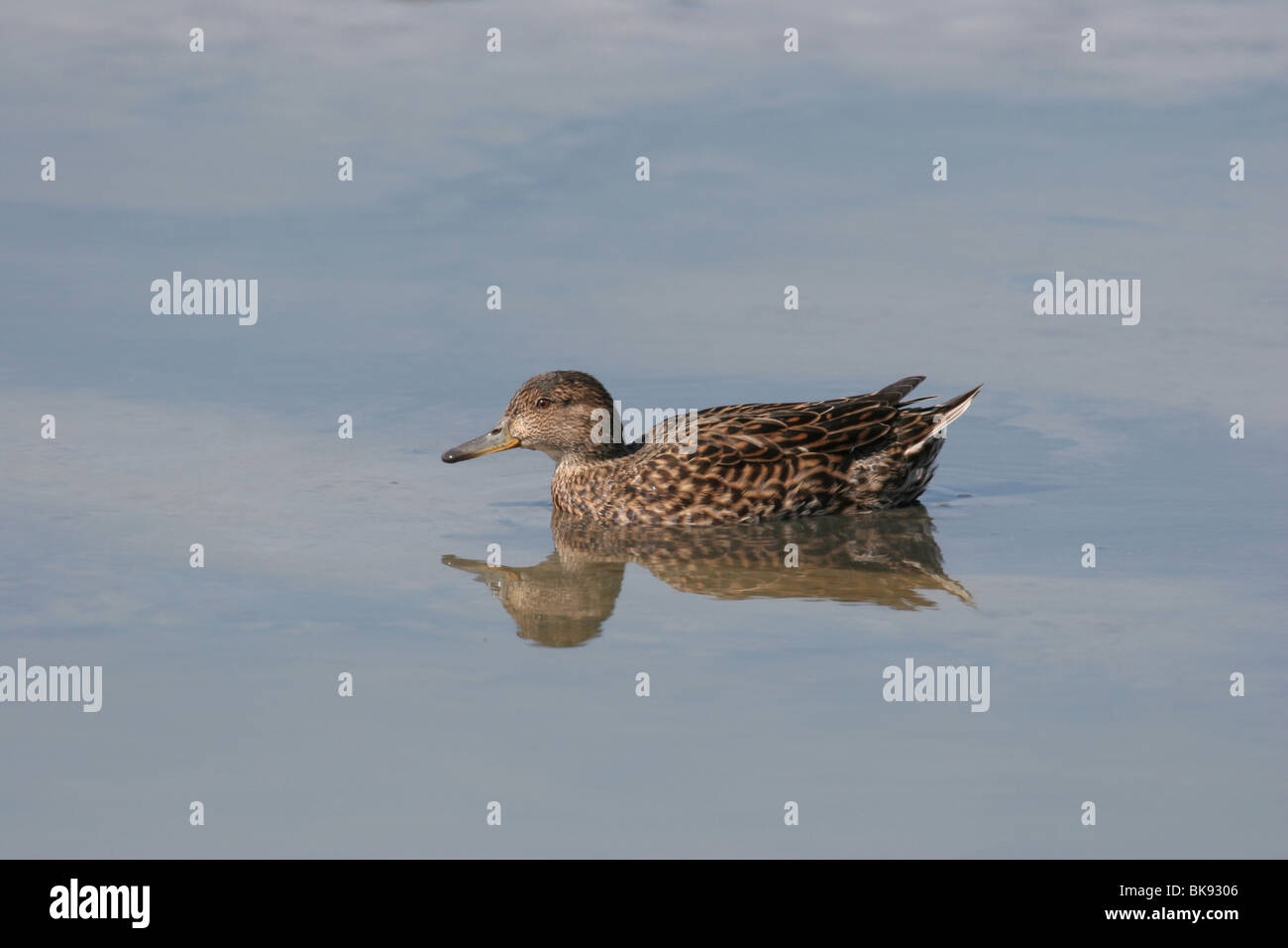 female Common Teal Stock Photo - Alamy