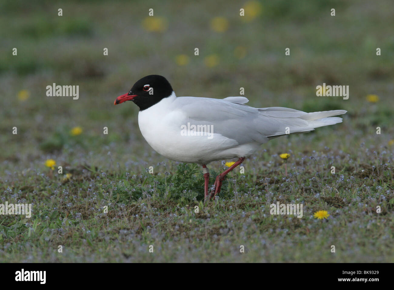 Mediterranean gull larus melanocephalus summer hi-res stock photography ...