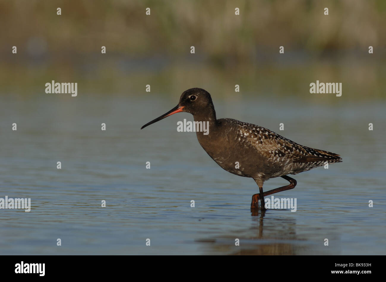 Zwarte ruiter hi-res stock photography and images - Alamy