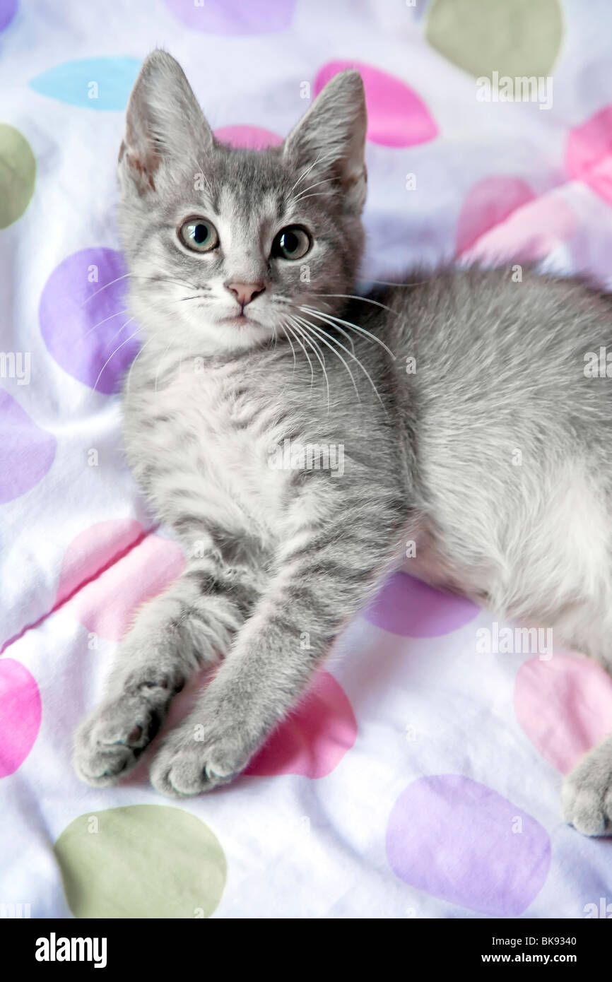 Kitten resting on a blanket Stock Photo - Alamy
