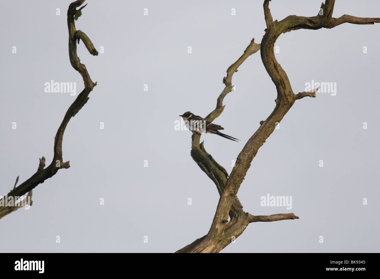 Cuckoo in a tree hi-res stock photography and images - Alamy